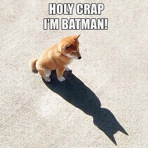 30 Funny Animal Memes QuotesHumor 30 Funny Animal Memes QuotesHumor