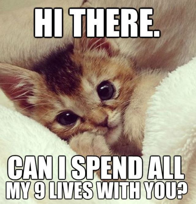 16 Super Sweet Memes On Animals Celebrating Valentine's Day ...
