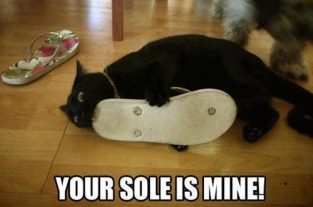 15 Top Feb 2018 Hilarious Cat Memes | QuotesHumor.com
