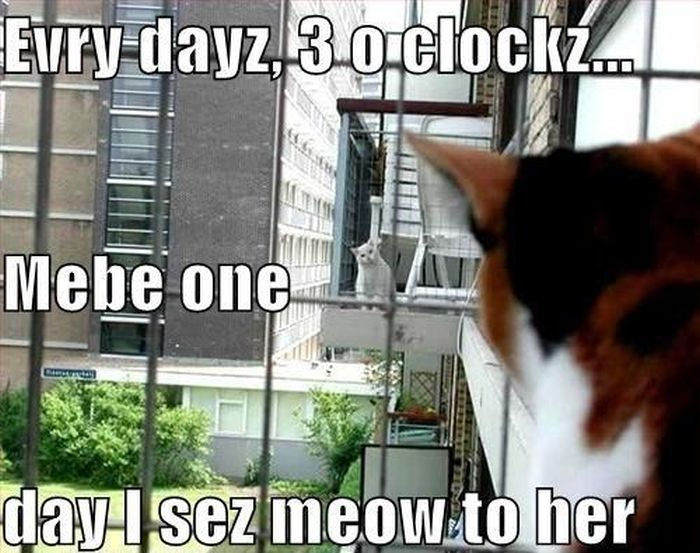 10 Top Feb 2018 Hilarious Cat Memes - QuotesHumor.com | QuotesHumor.com
