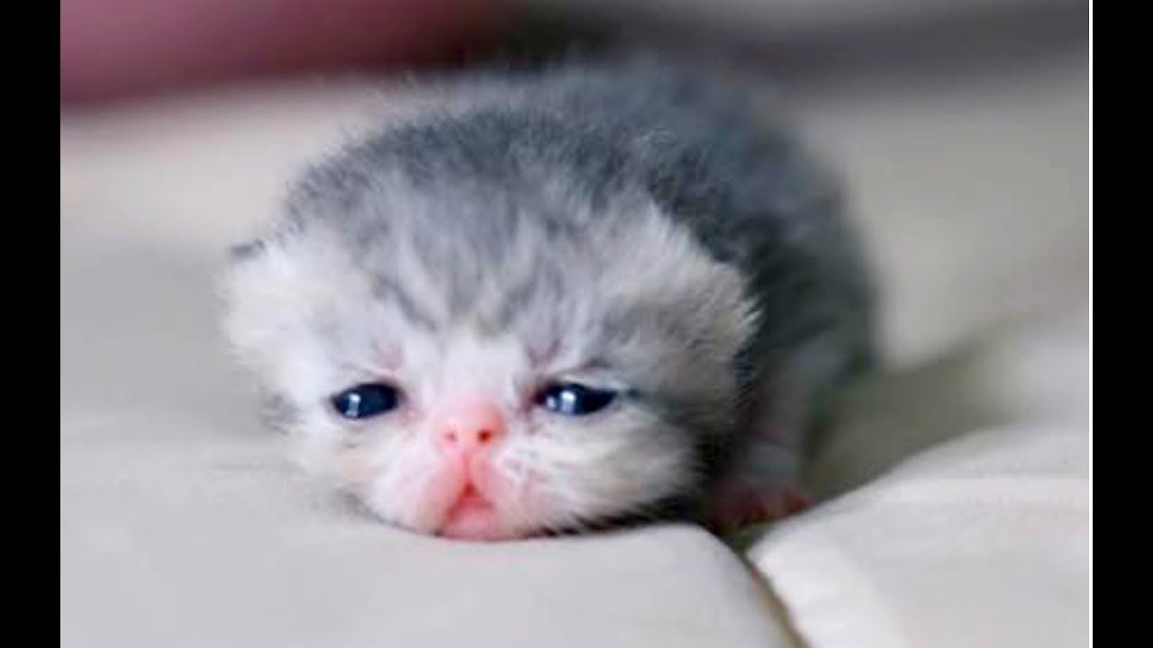 22 Cutest Baby Animal Photos | Page 3 of 4 | QuotesHumor.com